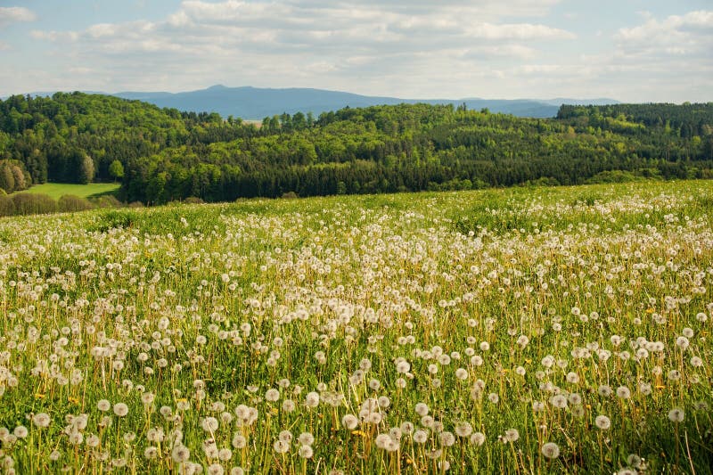 Dandelion field stock photo. Image of landscape, color - 43240522