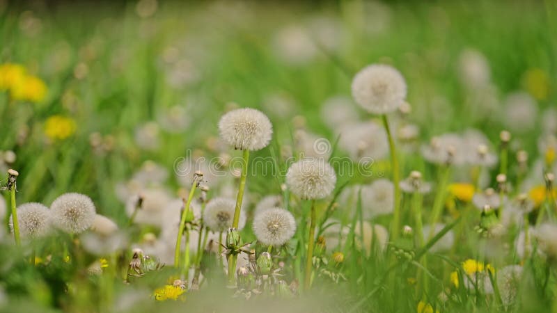Dandelion Field Being Blown in Slow Motion. 4k Footage Stock Video ...