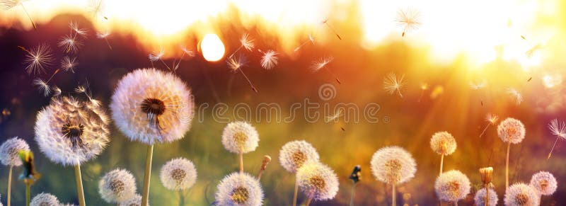 Dandelion Field with Flying Seeds Stock Image - Image of sunset ...