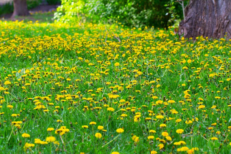 Dandelion Field by the Forest Stock Photo - Image of trees, lawn: 108673602