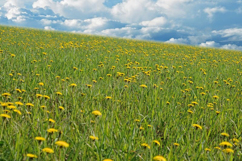 Dandelion field stock photo. Image of land, bright, dandelion - 31254822