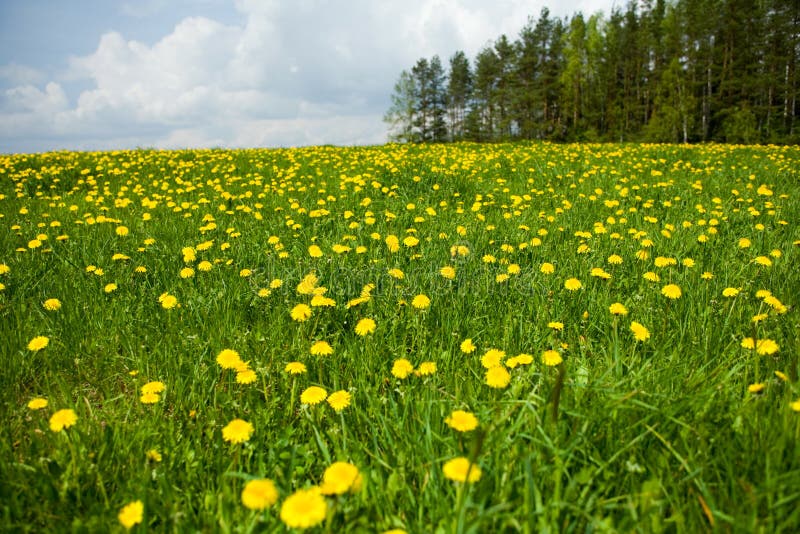 Dandelion Field Near Forest Stock Photo - Image of yellow, dandelion ...