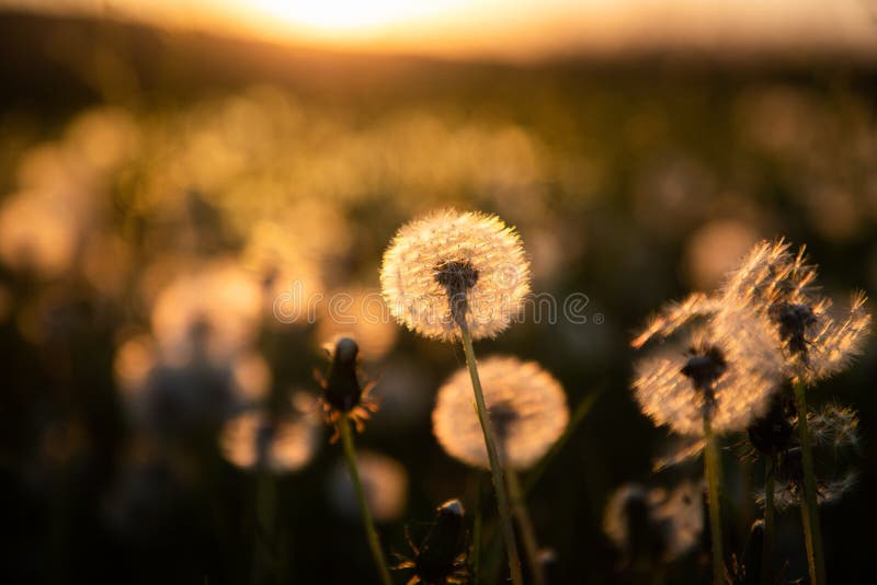 Dandelion Field with Seeds at Sunset Stock Image - Image of plant ...