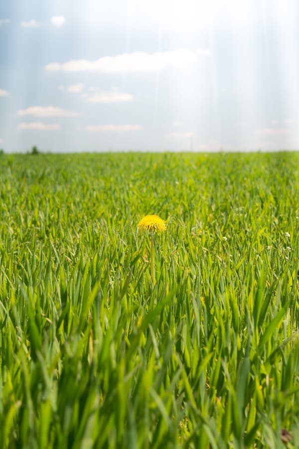Single Dandelion Blossom in Front of a Orange Wall Stock Photo - Image ...