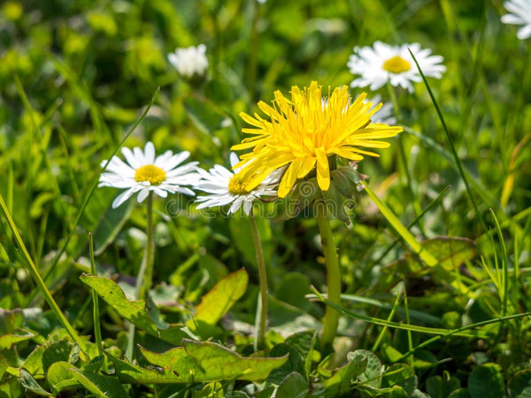 Dandelion Field in the Spring Stock Image - Image of spring, garden ...