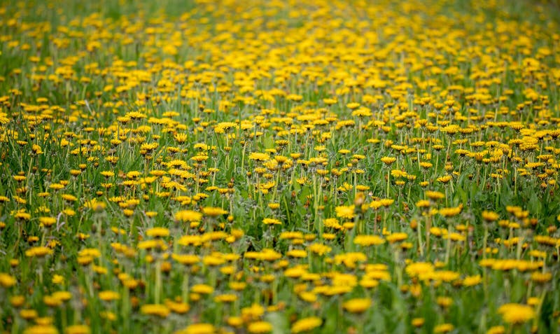 Dandelion Field in Spring, Spring Flowers Dandelions Stock Image ...