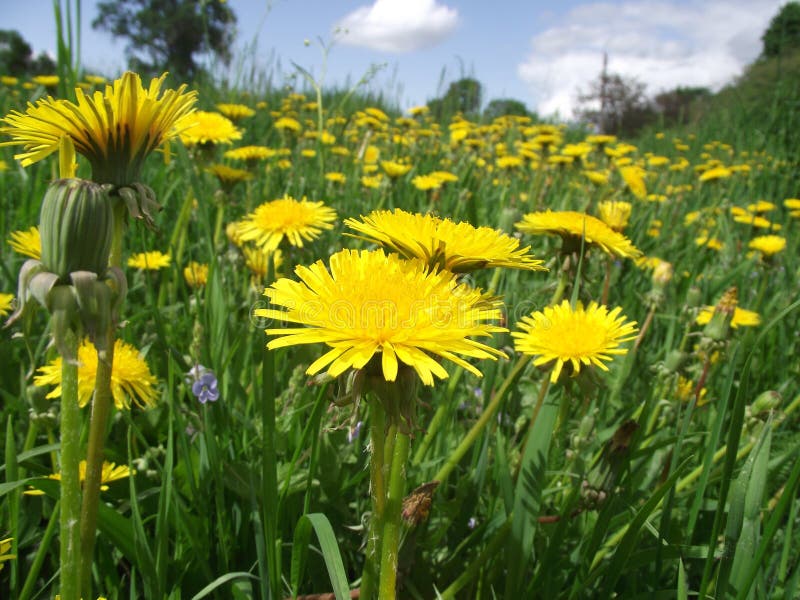 Dandelion field stock photo. Image of beautiful, dandelion - 87468928
