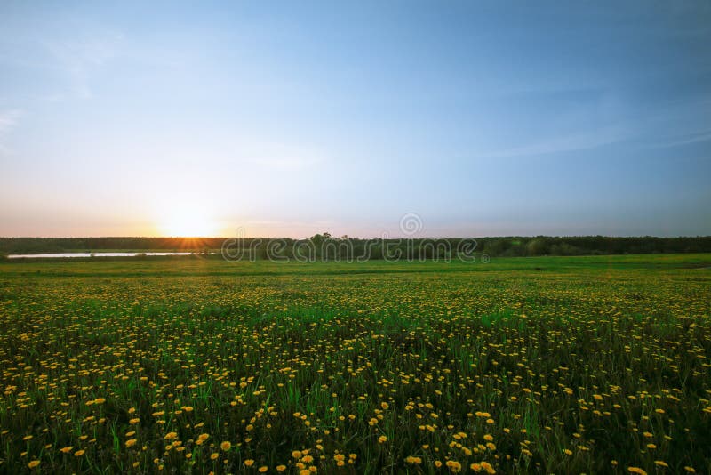 Dandelion Field in the Spring Stock Photo - Image of dandelion, clouds ...