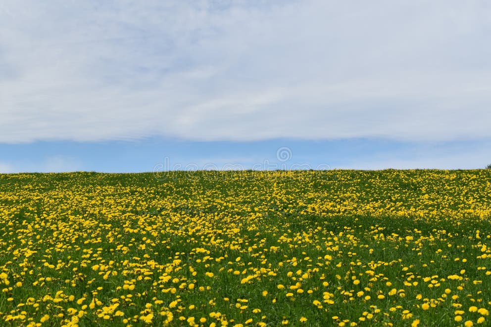 A Dandelion Field in Spring Stock Photo - Image of blue, path: 250089366