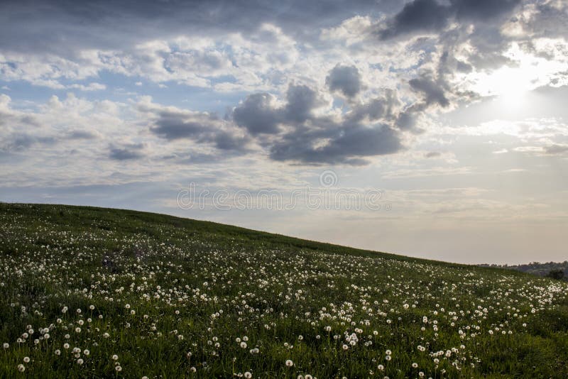 Dandelion Field of Summer Sunset Stock Photo - Image of blowing ...