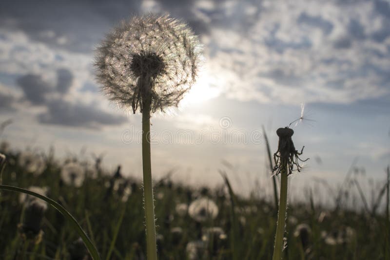 Dandelion Field Of Summer Sunset Stock Photo - Image of dandelions ...