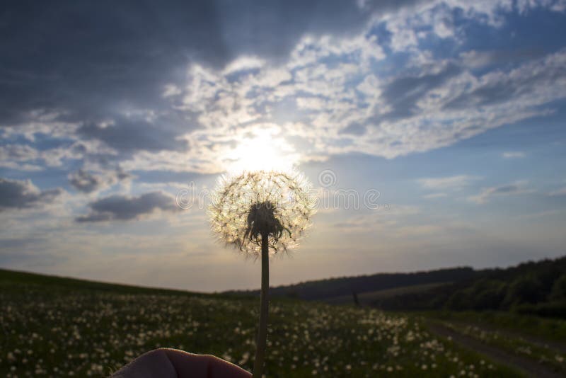 Dandelion Field Of Summer Sunset Stock Photo - Image of countryside ...