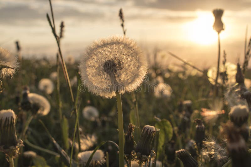 Dandelion Field of Summer Sunset Stock Image - Image of grass, flower ...
