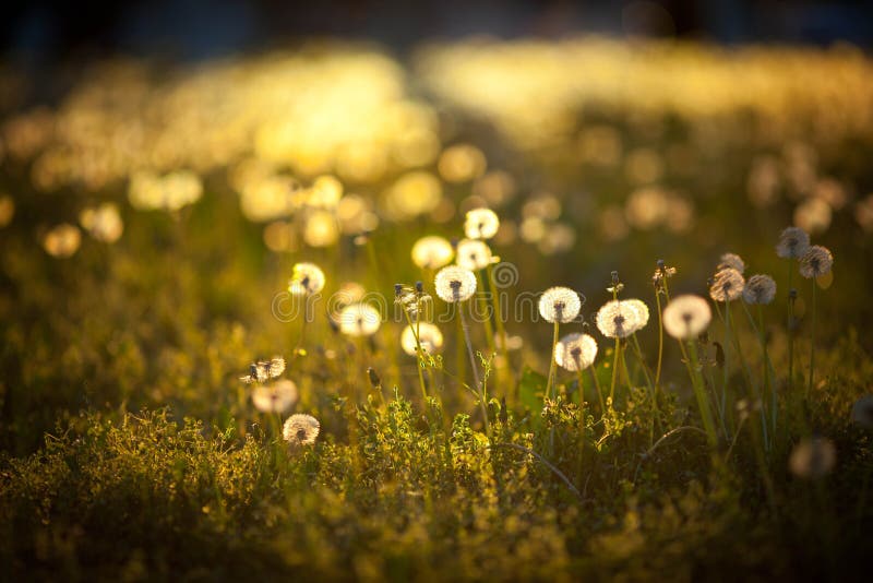 Dandelion Hayfield at Sunset Stock Image - Image of blue, dandelion ...