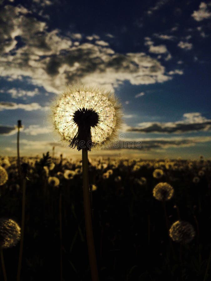 Dandelion Field on the Sunset Stock Photo - Image of field, quiet ...