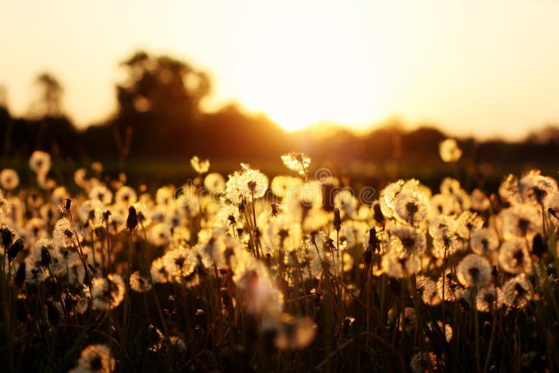 Dandelion field stock image. Image of plant, nature, sunny - 85716245