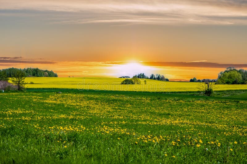 Dandelion Field at Sunset in Spring Stock Image - Image of tree ...