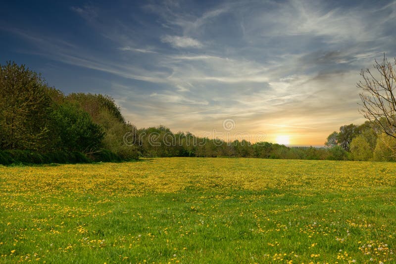 Dandelion field in sunset stock image. Image of endless - 181862375
