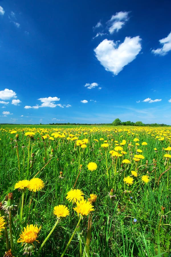 Dandelion field stock image. Image of horizon, countryside - 55504617