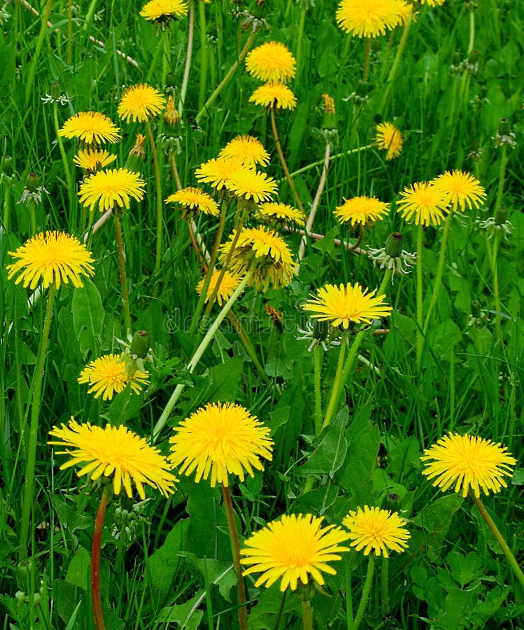 Dandelion field stock image. Image of fragrant, dandelion - 79593223