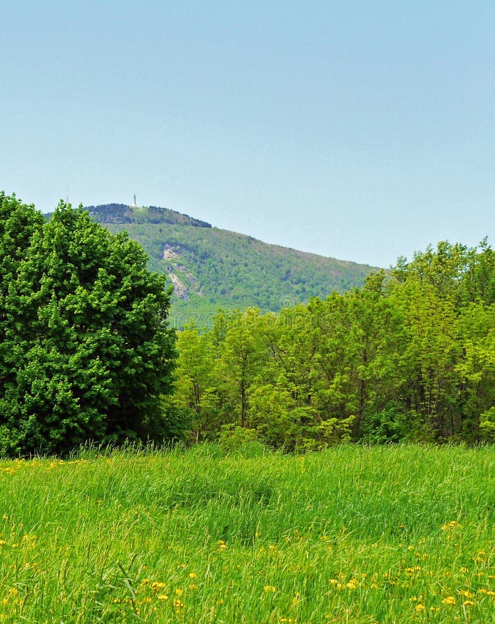 Dandelion Fields and Mt. Greylock Stock Photo - Image of summer ...