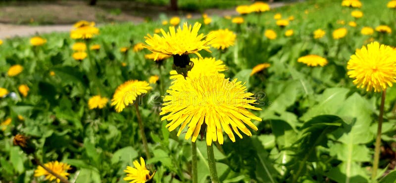 Dandelion Fields, Yellow Flowers, Pollen, Flowers Stock Photo - Image ...