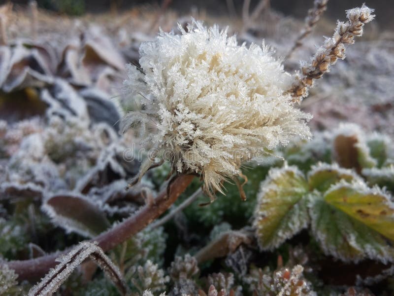 Dandelion stock image. Image of frost, dandelion, winter - 137029807
