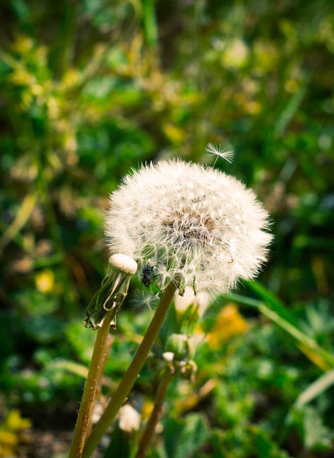 Dandelion stock photo. Image of bright, blowing, flowery - 91500732