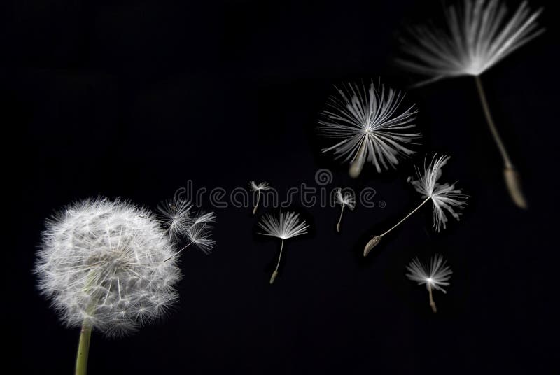 Dandelion with Floating Seeds Stock Photo - Image of abstract, blossom ...