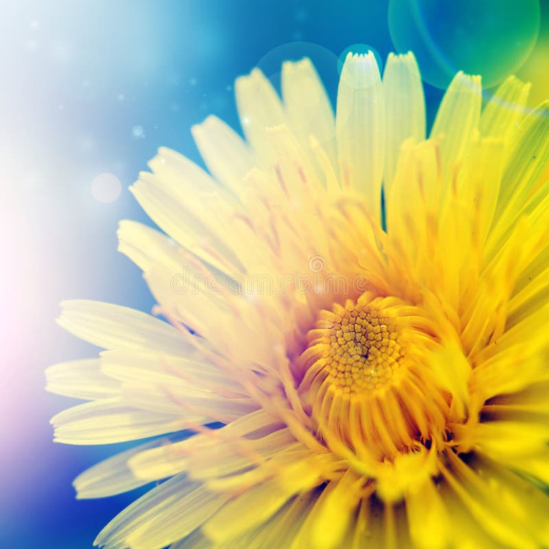 Dewy dandelion stock photo. Image of closeup, perfection - 39876486