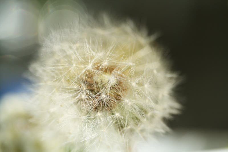 Dandelion flower stock image. Image of fuzz, flower, floret - 17000385