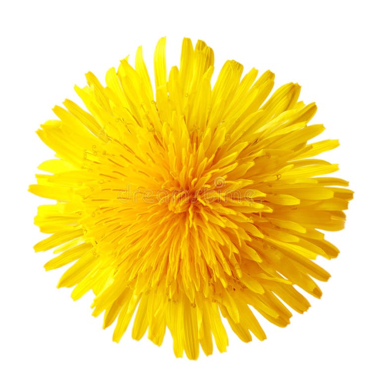 Dandelion Flower stock image. Image of spring, flower - 5222303