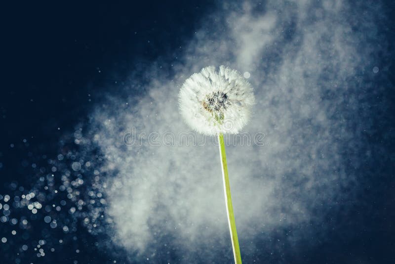 Dandelion Flower Against Water Particles Background Stock Image - Image ...