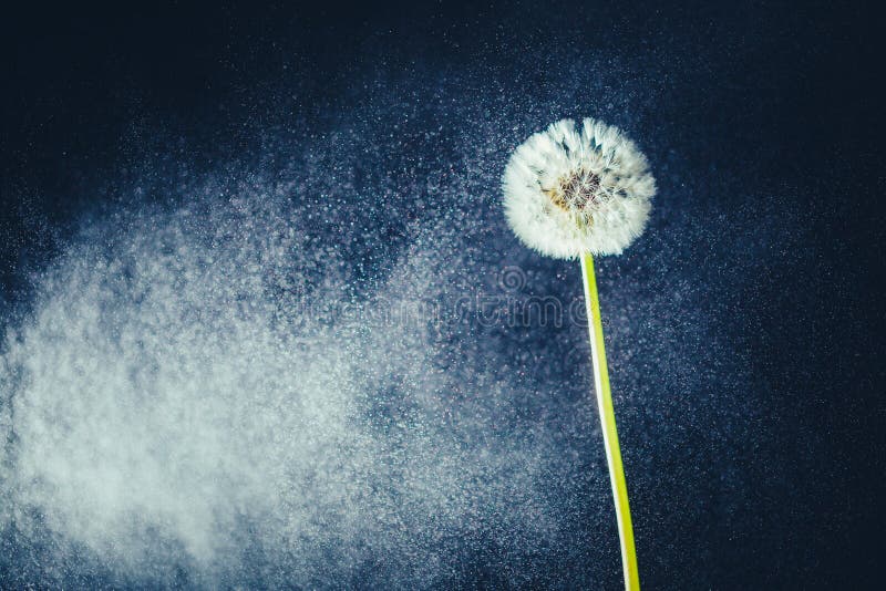 Dandelion Flower Against Water Particles Background Stock Image - Image ...