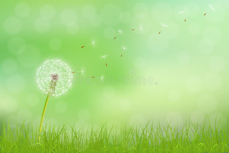 Dandelion Flower Background Stock Vector - Illustration of fluff ...