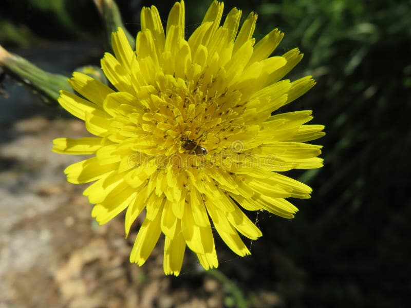Dandelion stock image. Image of small, dandelion, little - 91721435