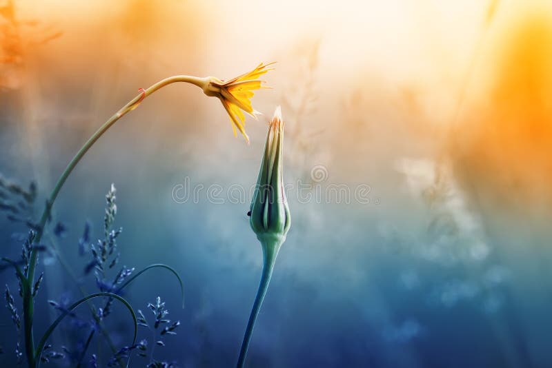 Dandelion Flower and a Bud at Sunset Stock Image - Image of flower ...