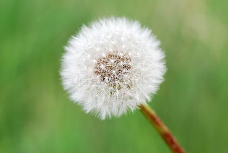 Dandelion flower clock stock image. Image of clock, nature - 9417781