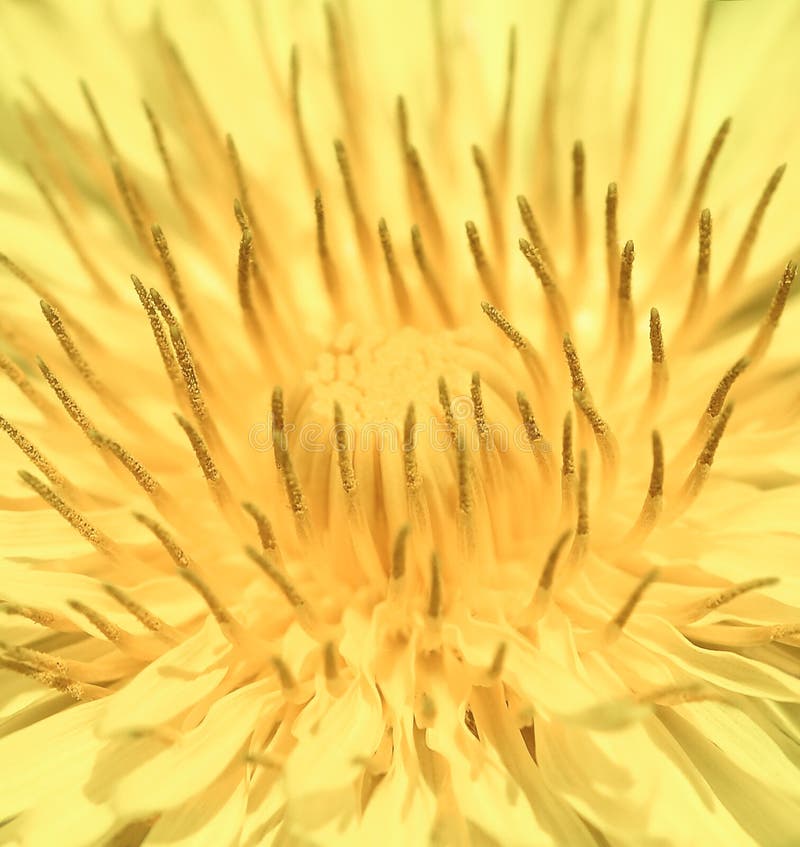 Dandelion Flower Close Up. Yellow Dandelion Spring Flower. Yellow ...