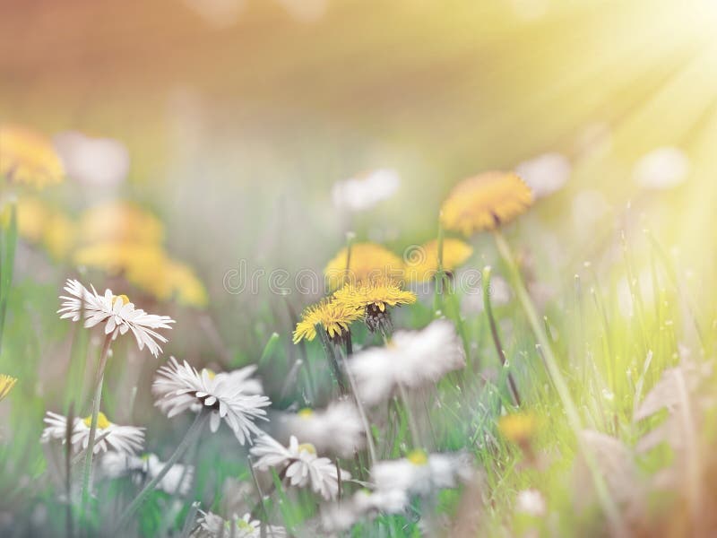 Dandelion Flower and Daisy Flower Stock Image - Image of meadow ...