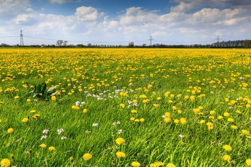 Dandelion Flower Field in Bloom Stock Image - Image of scenic, colorful ...