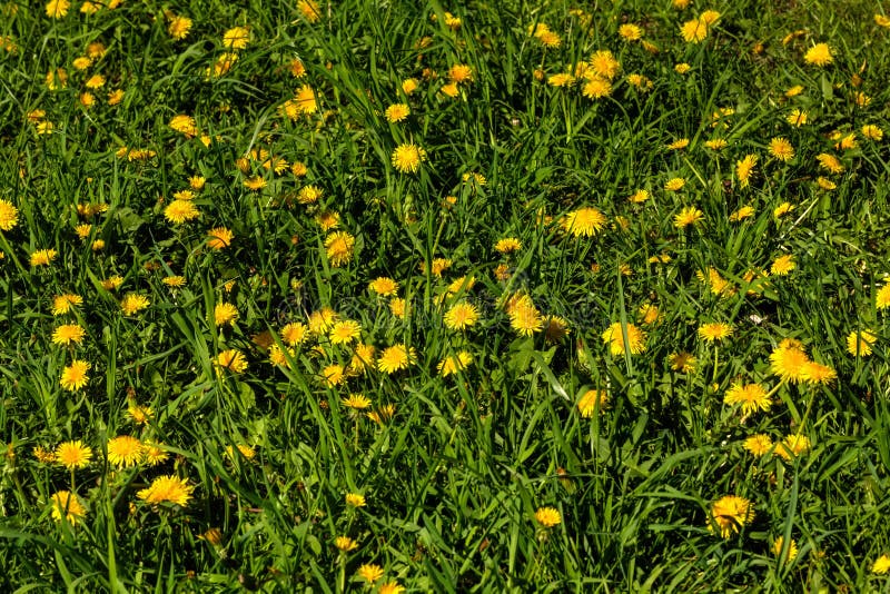 Dandelion. Flower. Field. stock image. Image of flowers - 90361909