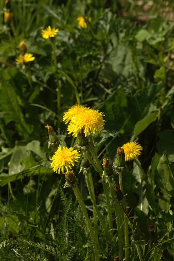 Dandelion. Flower. Field. stock image. Image of land - 90361911