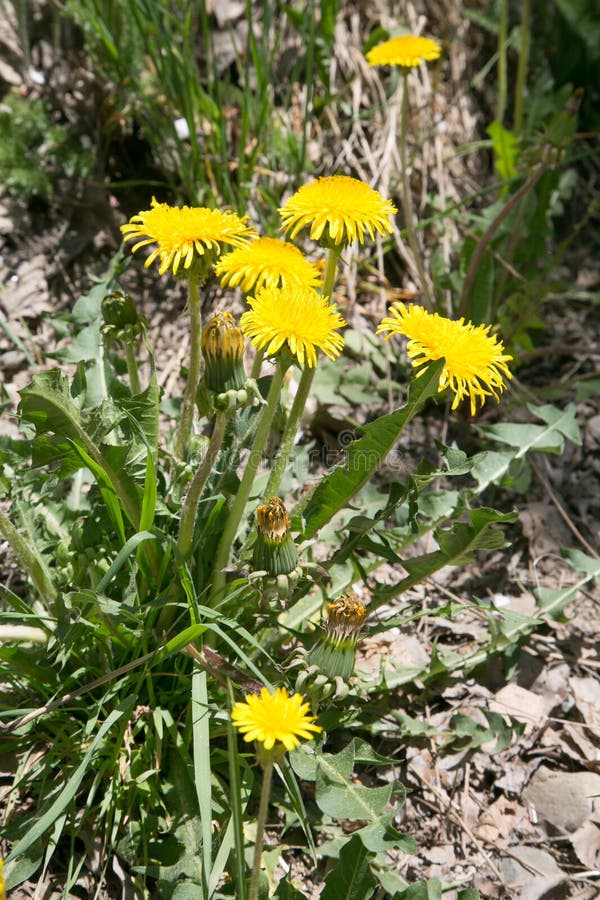 Bush of dandelion stock photo. Image of color, summer - 40758786