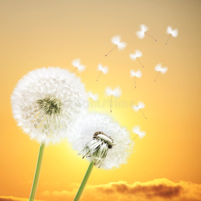 Dandelion Flower with Flying Feathers on Sunset Stock Photo - Image of ...