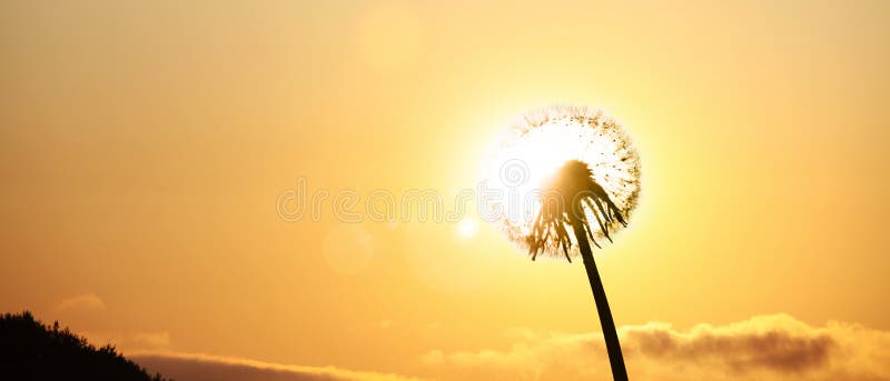 Dandelion Flower with Flying Feathers on Sunset Stock Image - Image of ...