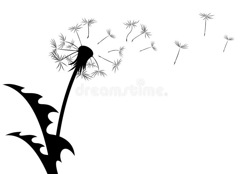 The Dandelion Flower with Flying Seeds. Stock Vector - Illustration of ... The Dandelion Flower with Flying Seeds. Stock Vector - Illustration of ...