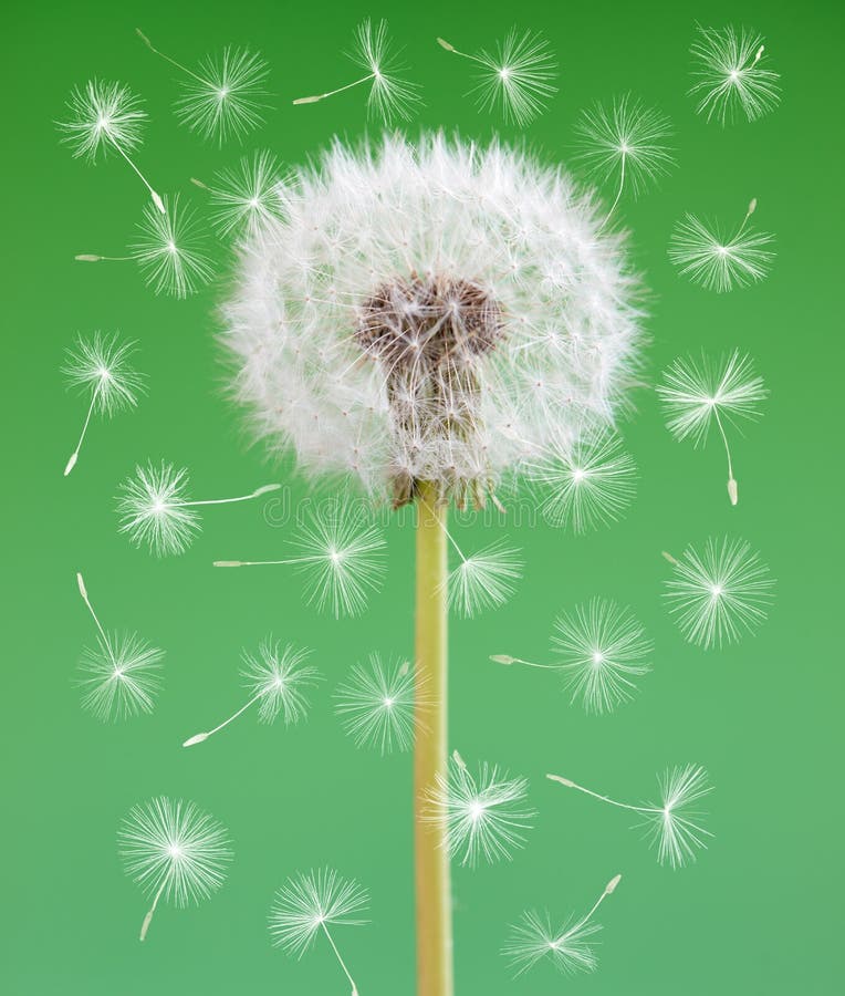 Dandelion Flower Flying Seeds Green Background One Object Isolated ...
