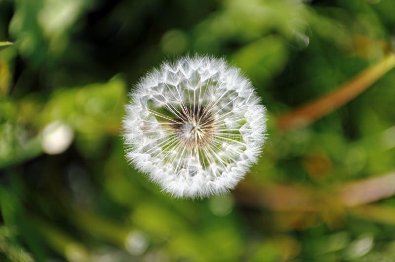 Dandelion Flower Field In France Stock Photo - Image of spring ...