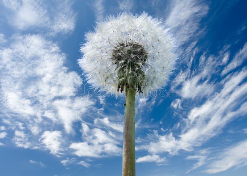 Dandelion Flower Full Of Seeds Picture. Image: 6330305